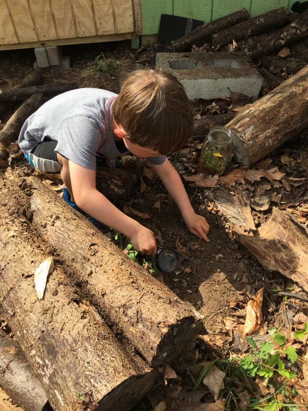 Bug Hunt and Habitat - Kaleideum